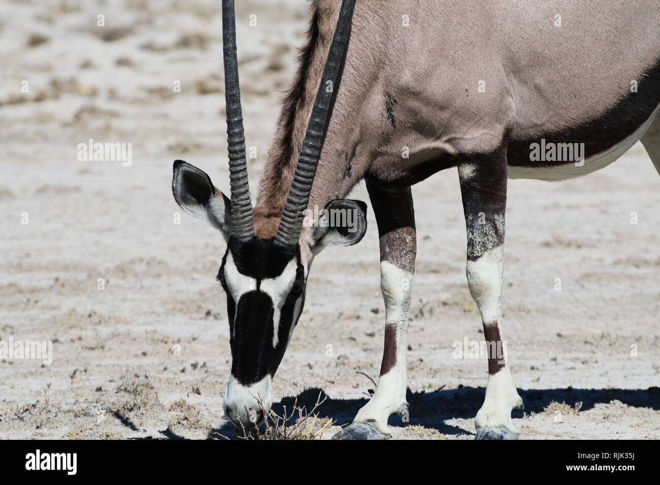 Antilope afrika hi-res stock photography and images - Alamy