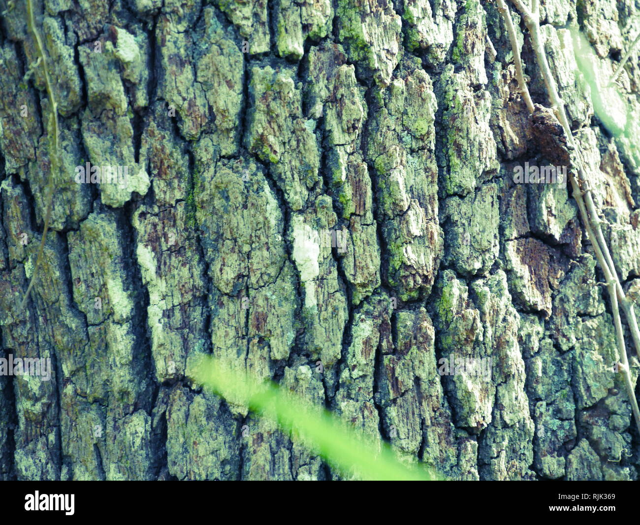Extreme close up tree stump hi-res stock photography and images - Alamy