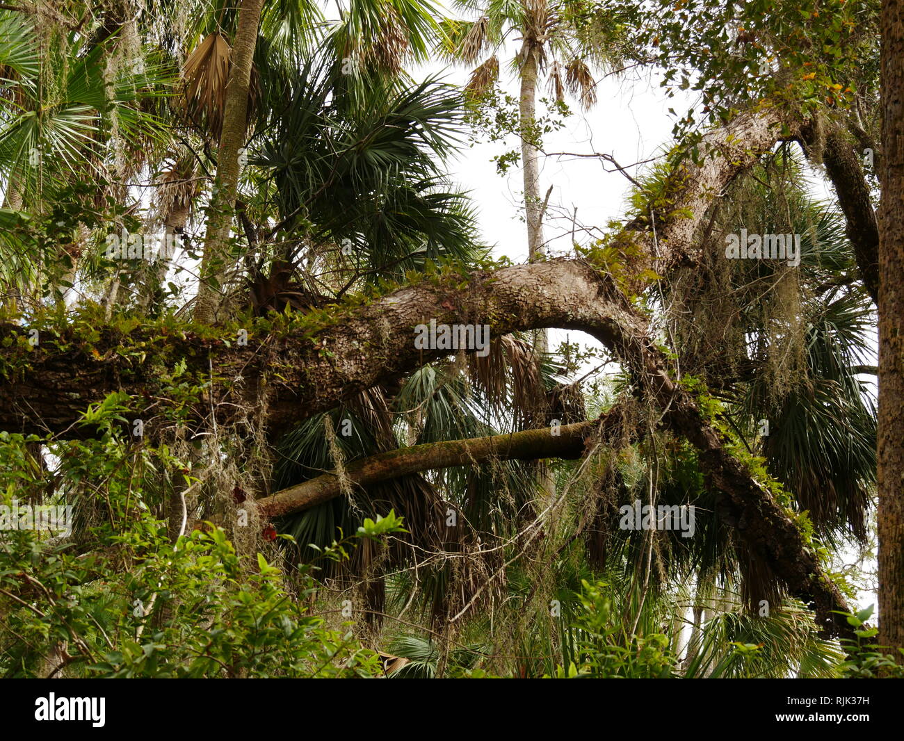Trees bushes jungle Stock Photo - Alamy
