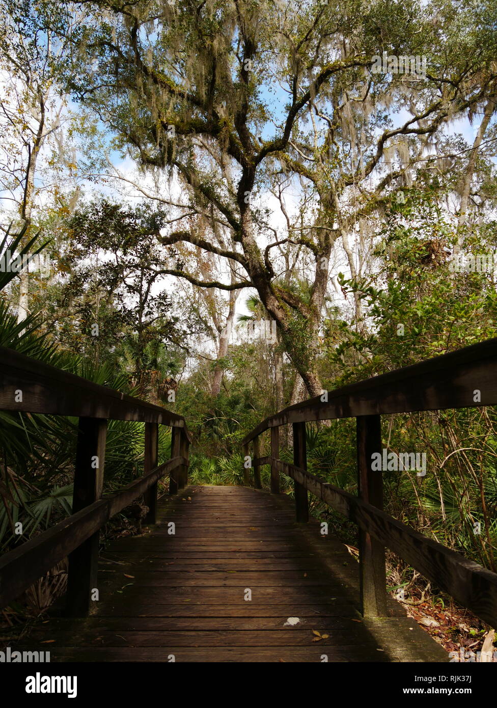Jungle ravine trees hi-res stock photography and images - Alamy