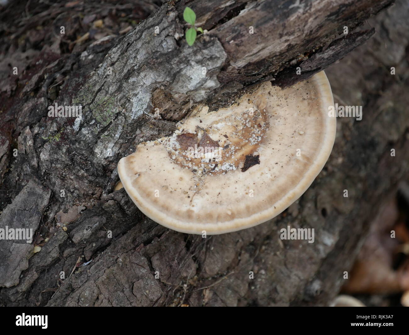Polypore fungus nature tree trunk dead brown mushroom growing hi-res ...