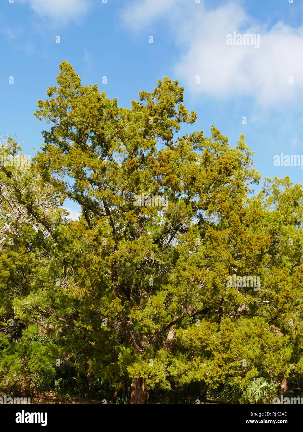 Green treetop hi-res stock photography and images - Alamy