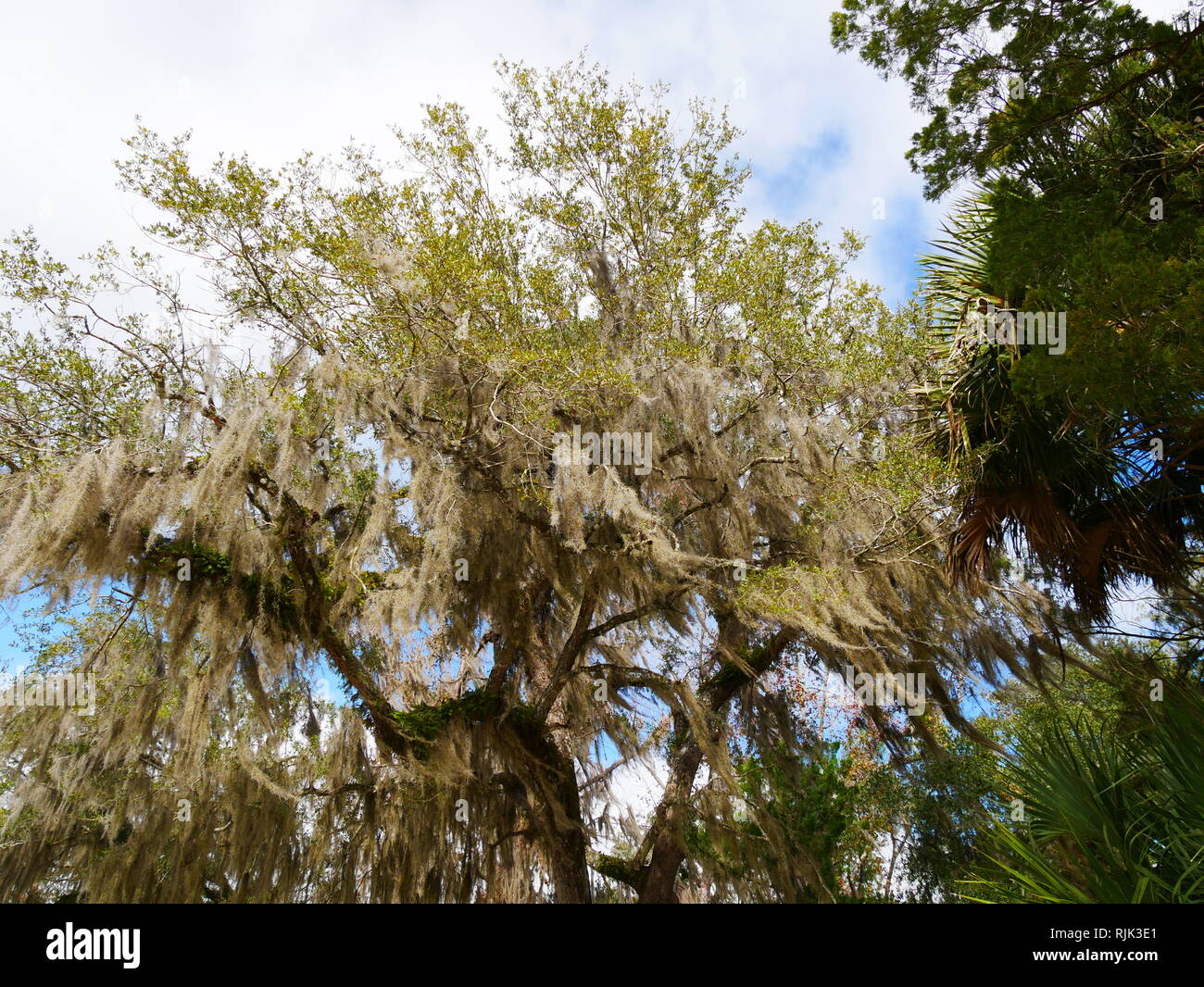 Wild pine and spanish moss hi-res stock photography and images - Alamy