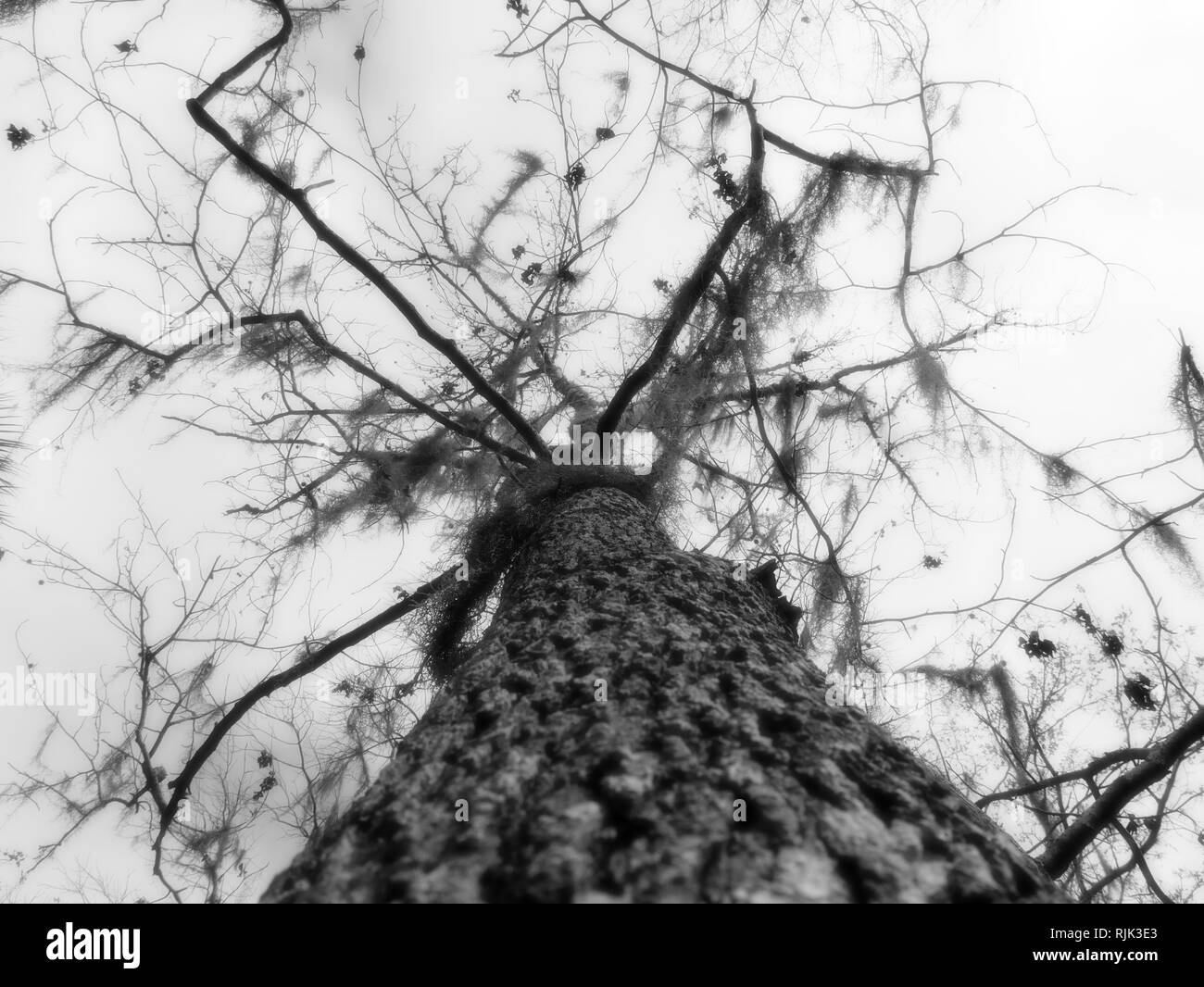 Tree trunk crown bottom Stock Photo - Alamy