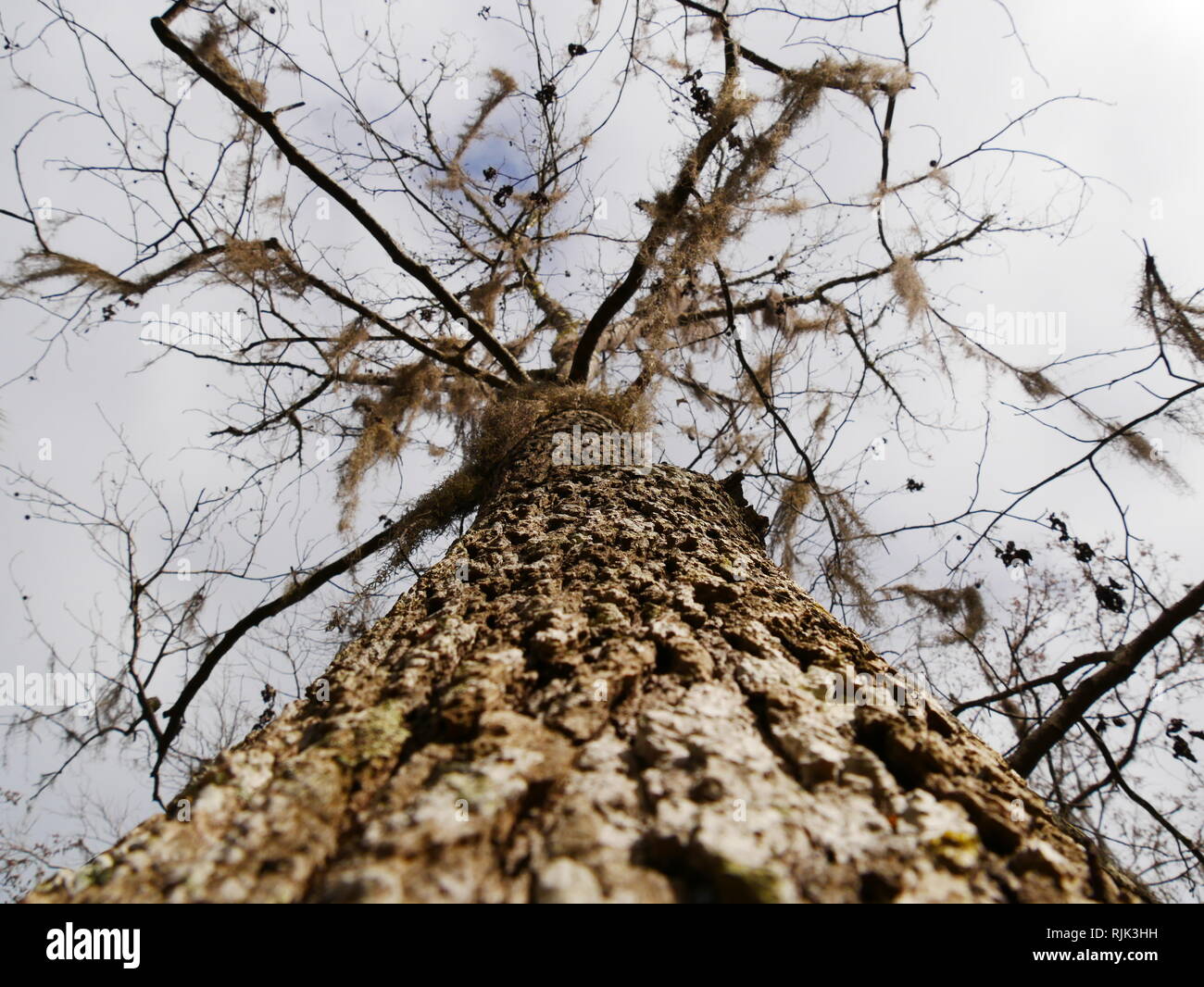 Crown Bottom High Resolution Stock Photography and Images - Alamy