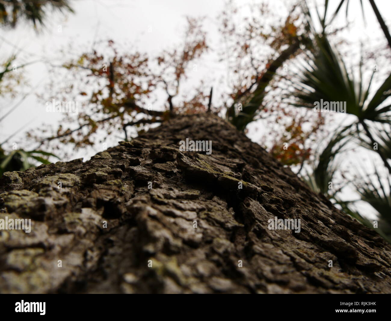 Tree trunk crown bottom bark Stock Photo - Alamy
