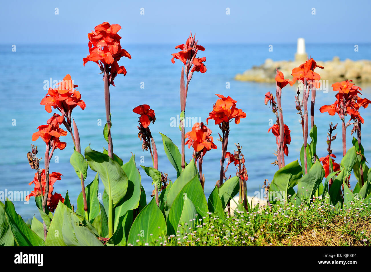 Flowers Indian Canna lat. Canna indica in the flowerbed on a background ...