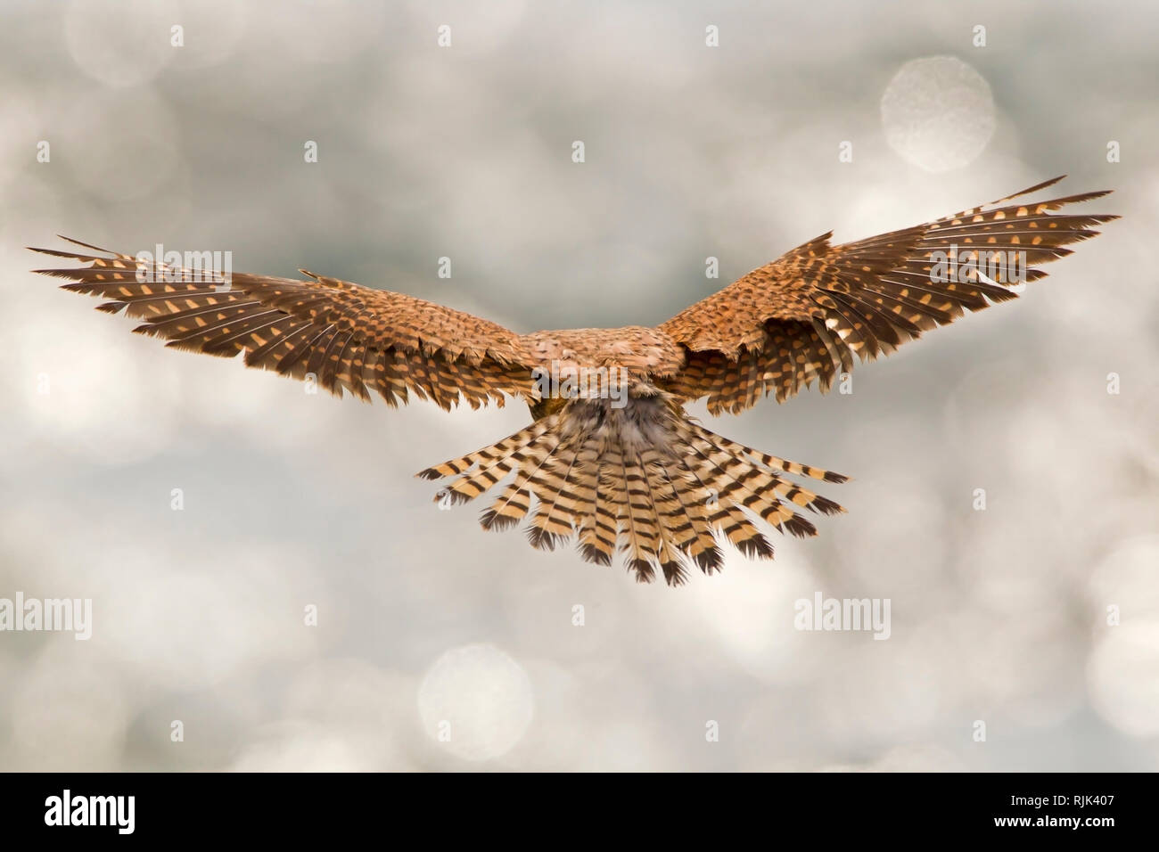 Kestrel wings hi-res stock photography and images - Alamy