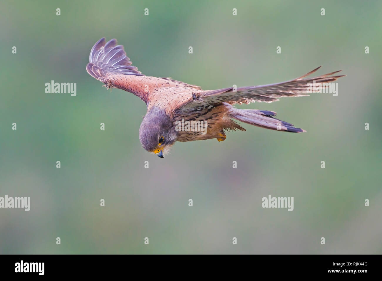 Kestrel watching hi-res stock photography and images - Alamy
