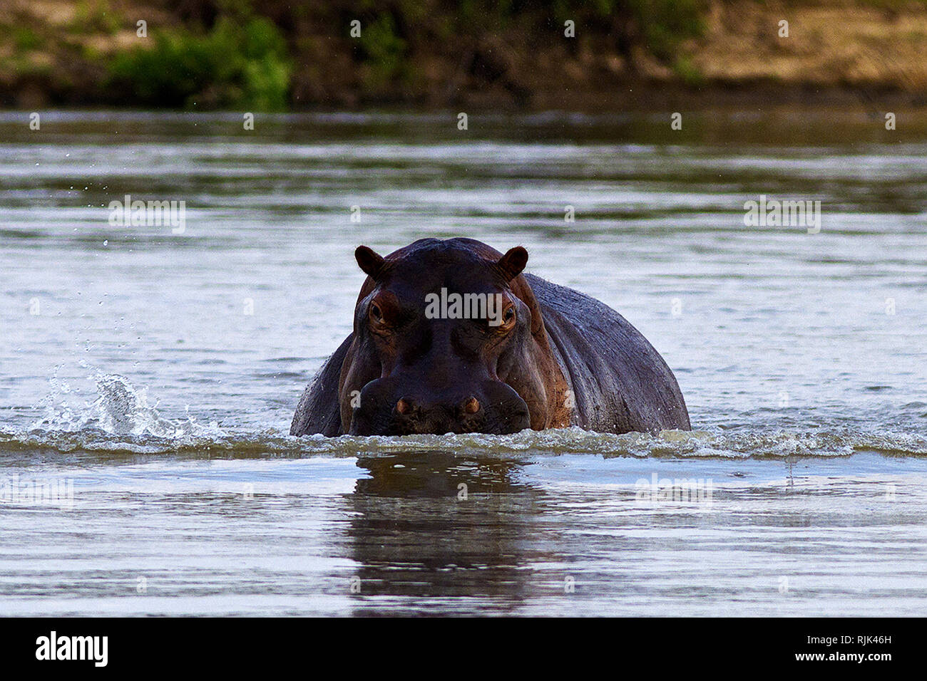 Bull Snot High Resolution Stock Photography and Images - Alamy