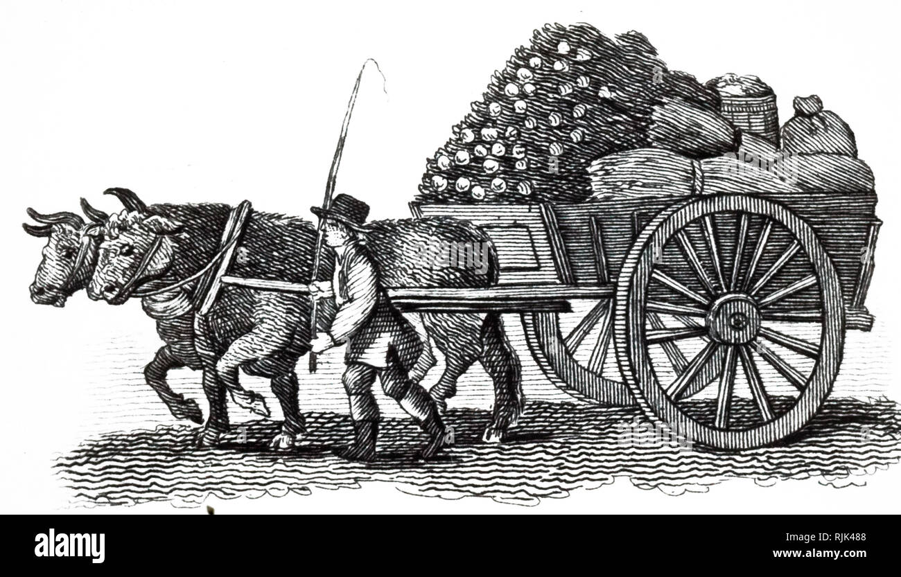 Ox pulling hi-res stock photography and images - Alamy