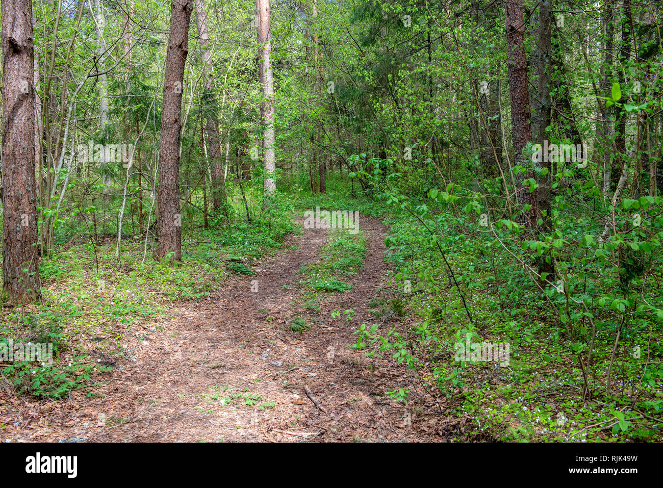 empty country gravel road with mud puddles and bumps. dirty road ...