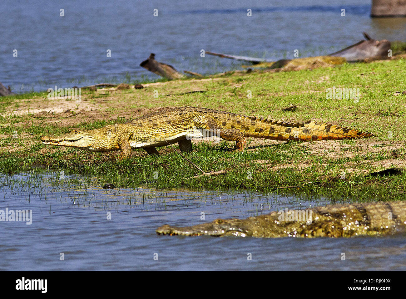 A Crocodile walks down to the lake edge in a gait known as the 'high ...