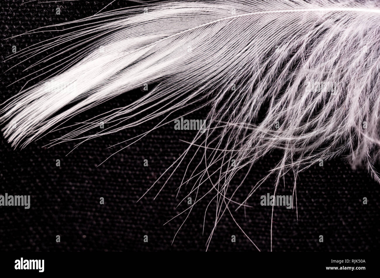White down feather on black background, close-up, macro Stock Photo - Alamy