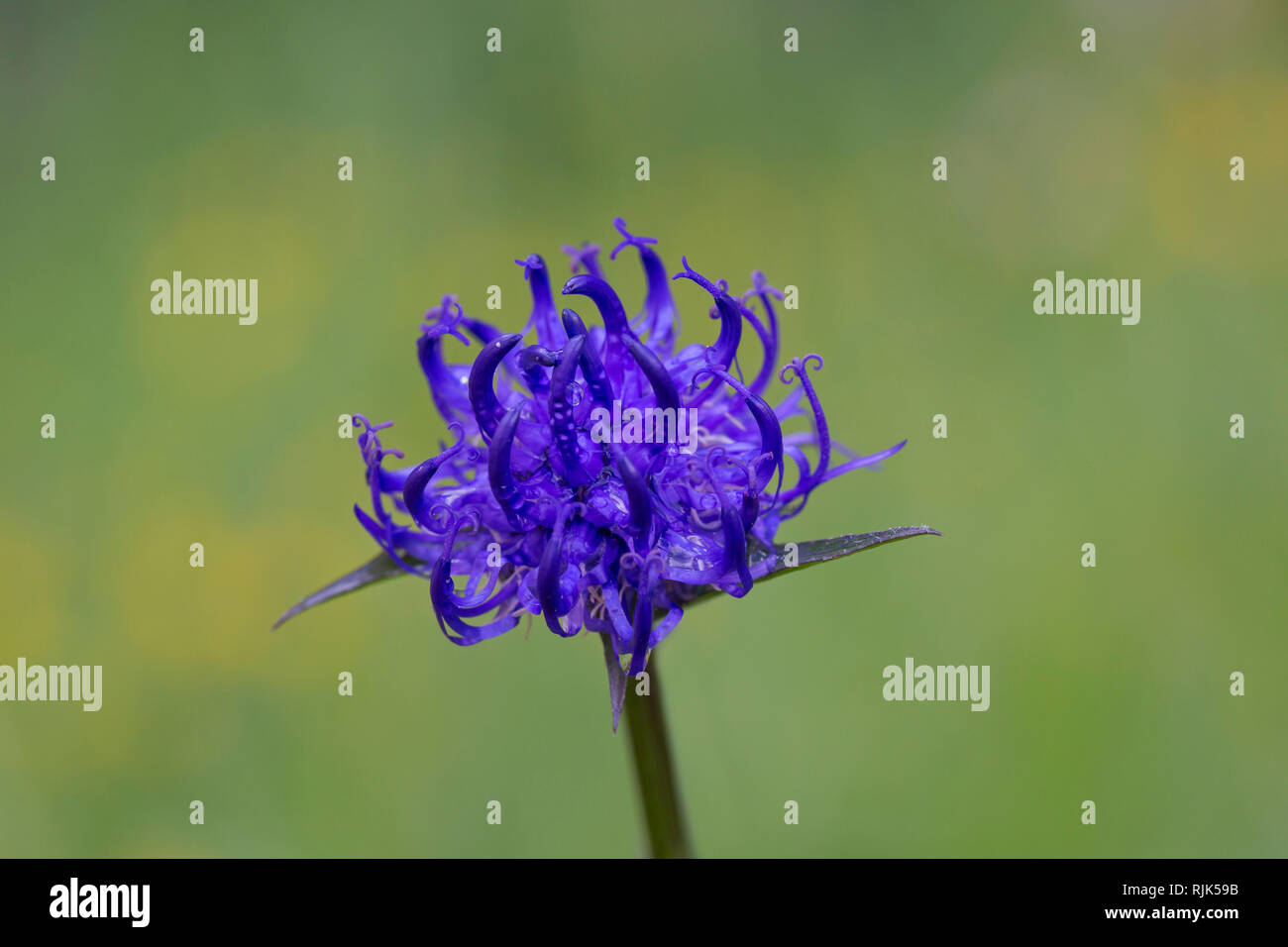 Round-headed rampion / Pride of Sussex (Phyteuma orbiculare ...