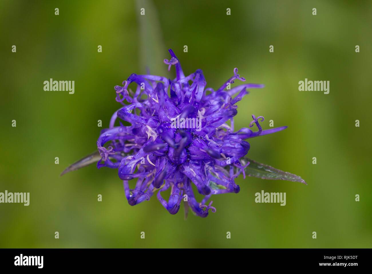 Round-headed rampion / Pride of Sussex (Phyteuma orbiculare ...