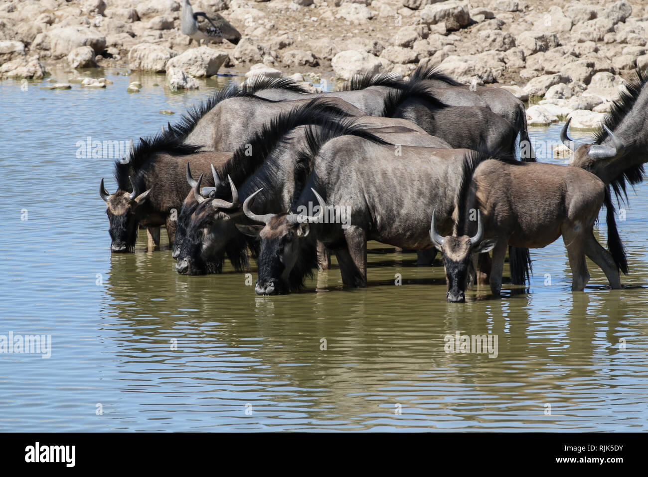 Antilope gnu hi-res stock photography and images - Alamy