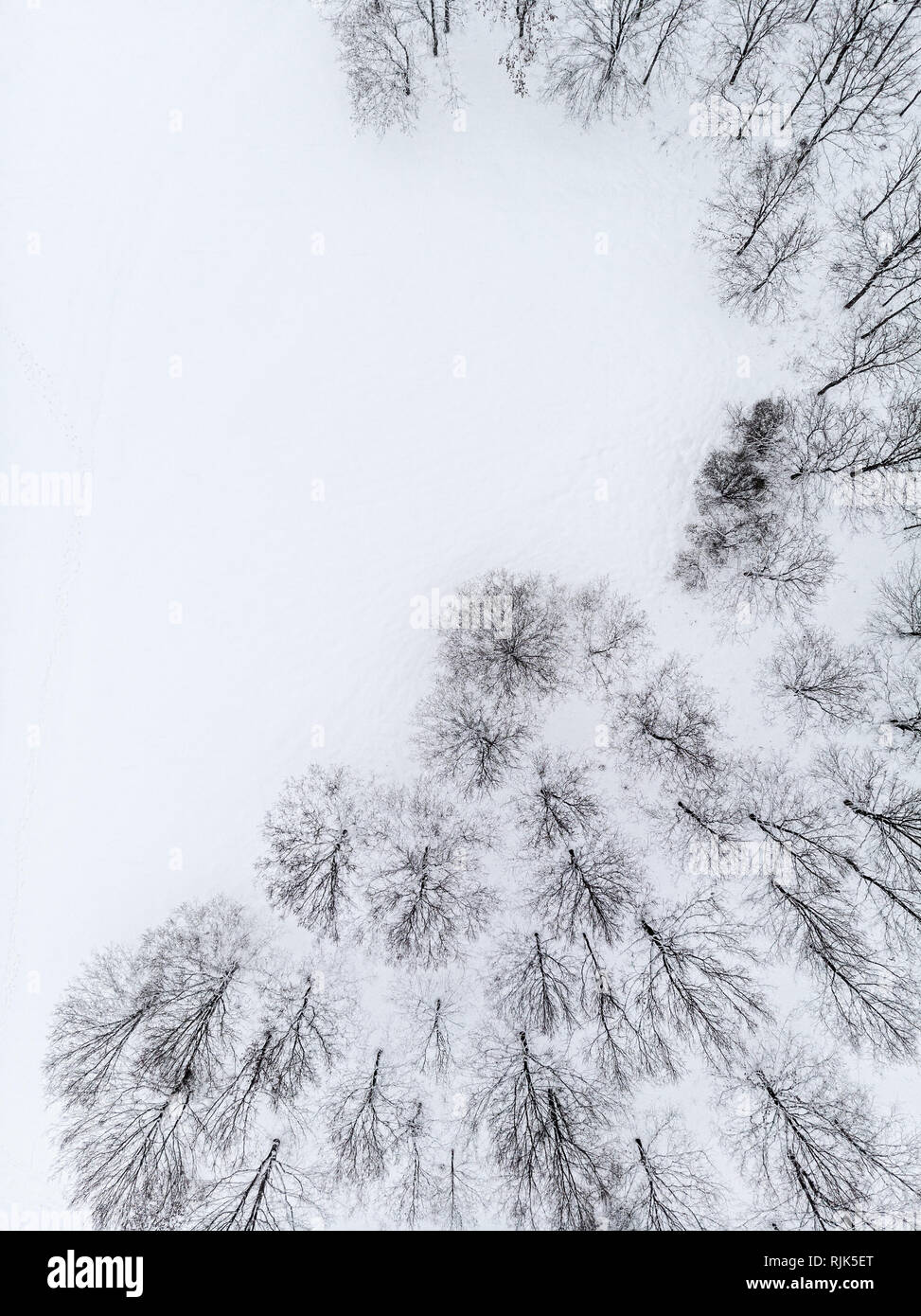 Aerial view of dead forest in winter Stock Photo - Alamy
