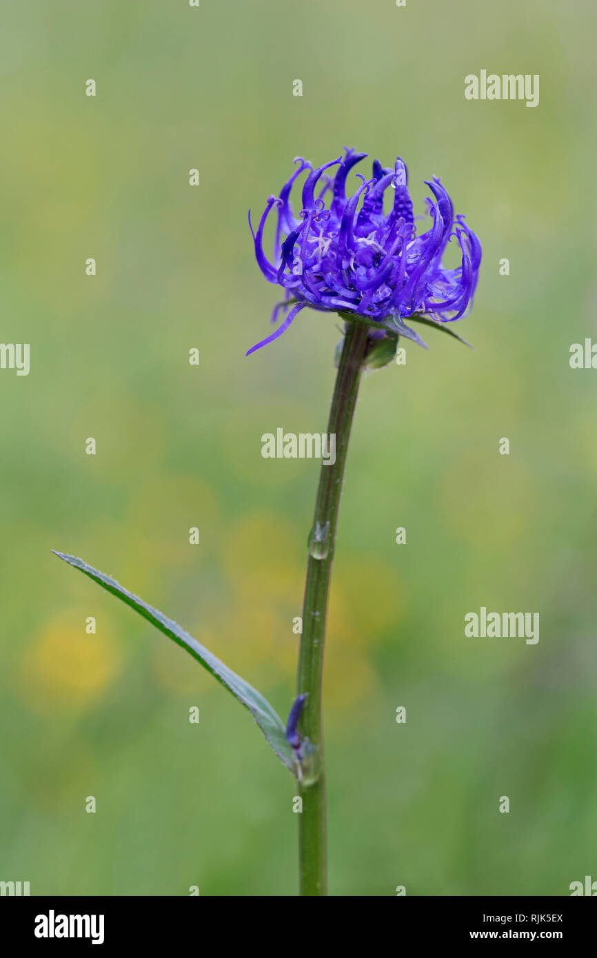 Round-headed rampion / Pride of Sussex (Phyteuma orbiculare ...