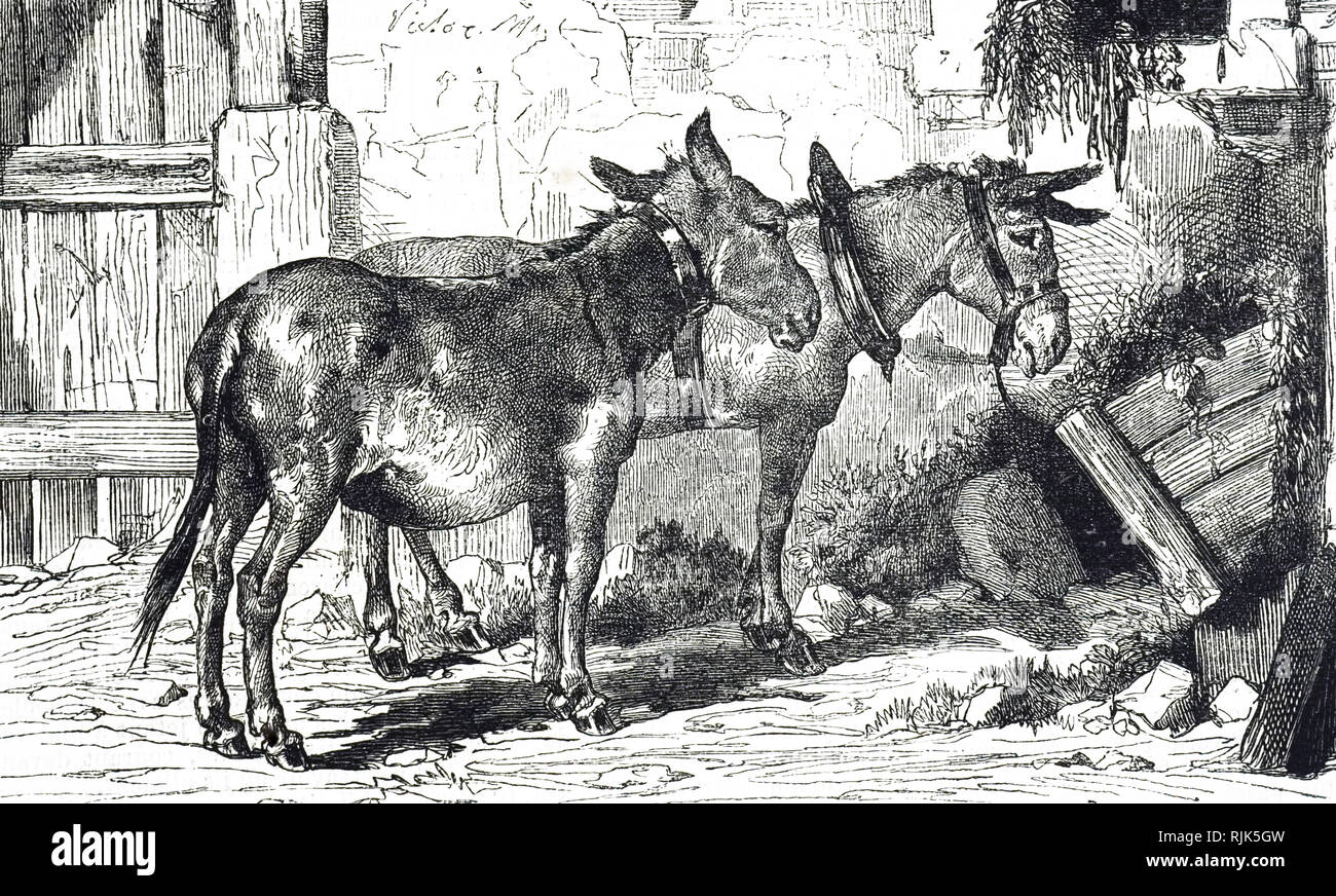 An engraving depicting two donkey's resting by their manger. Dated 19th ...