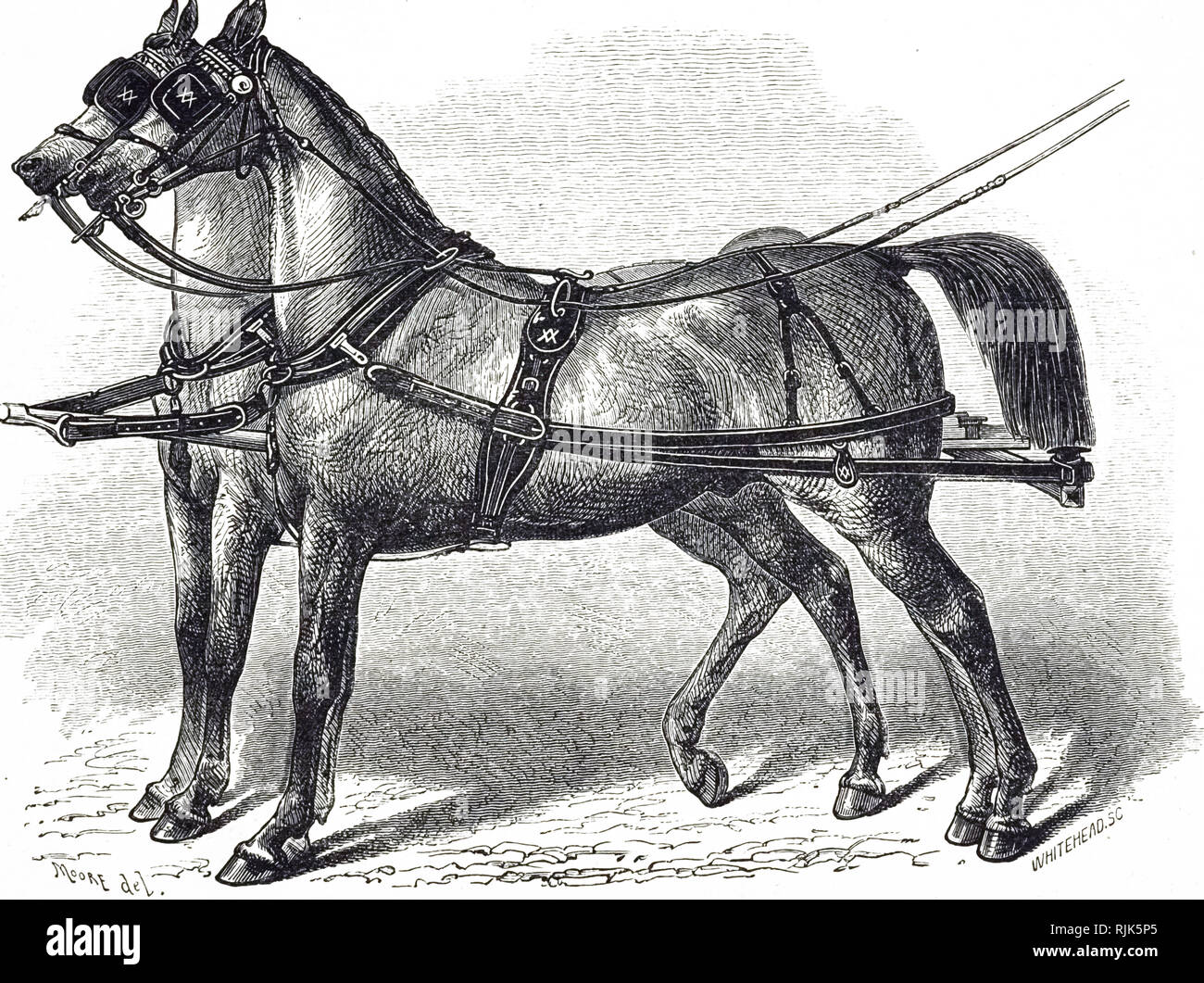 Horse drawn barouche barouches hi-res stock photography and images - Alamy