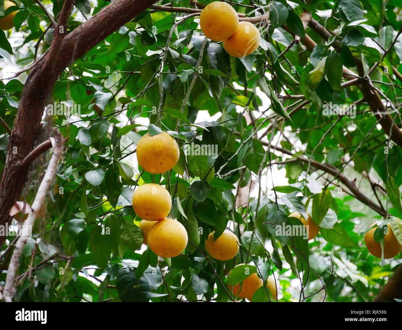 Grapfruit tree green Stock Photo - Alamy