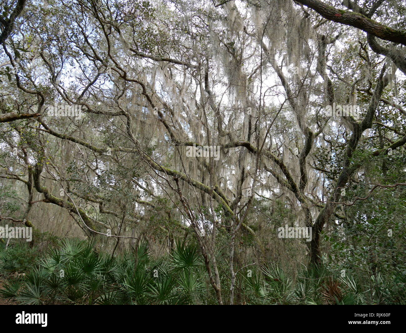 Everglades national park florida winter hi-res stock photography and ...