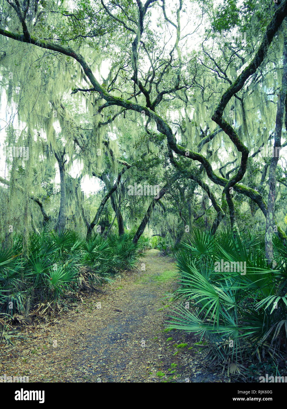 jungle way green Stock Photo - Alamy