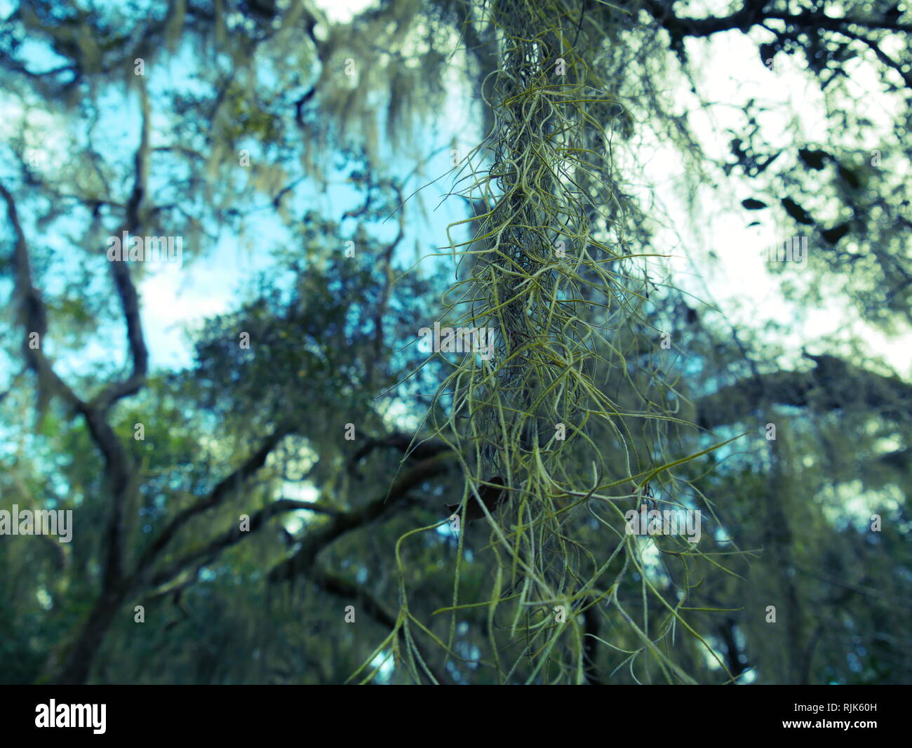Jungle trees old school Stock Photo - Alamy