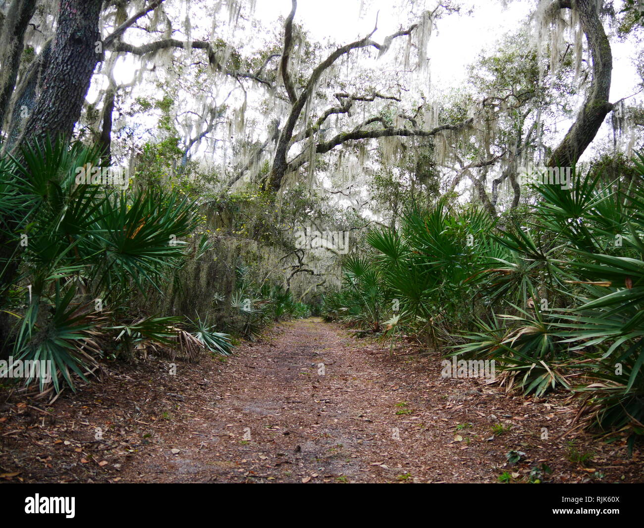 Lone way jungle Stock Photo - Alamy