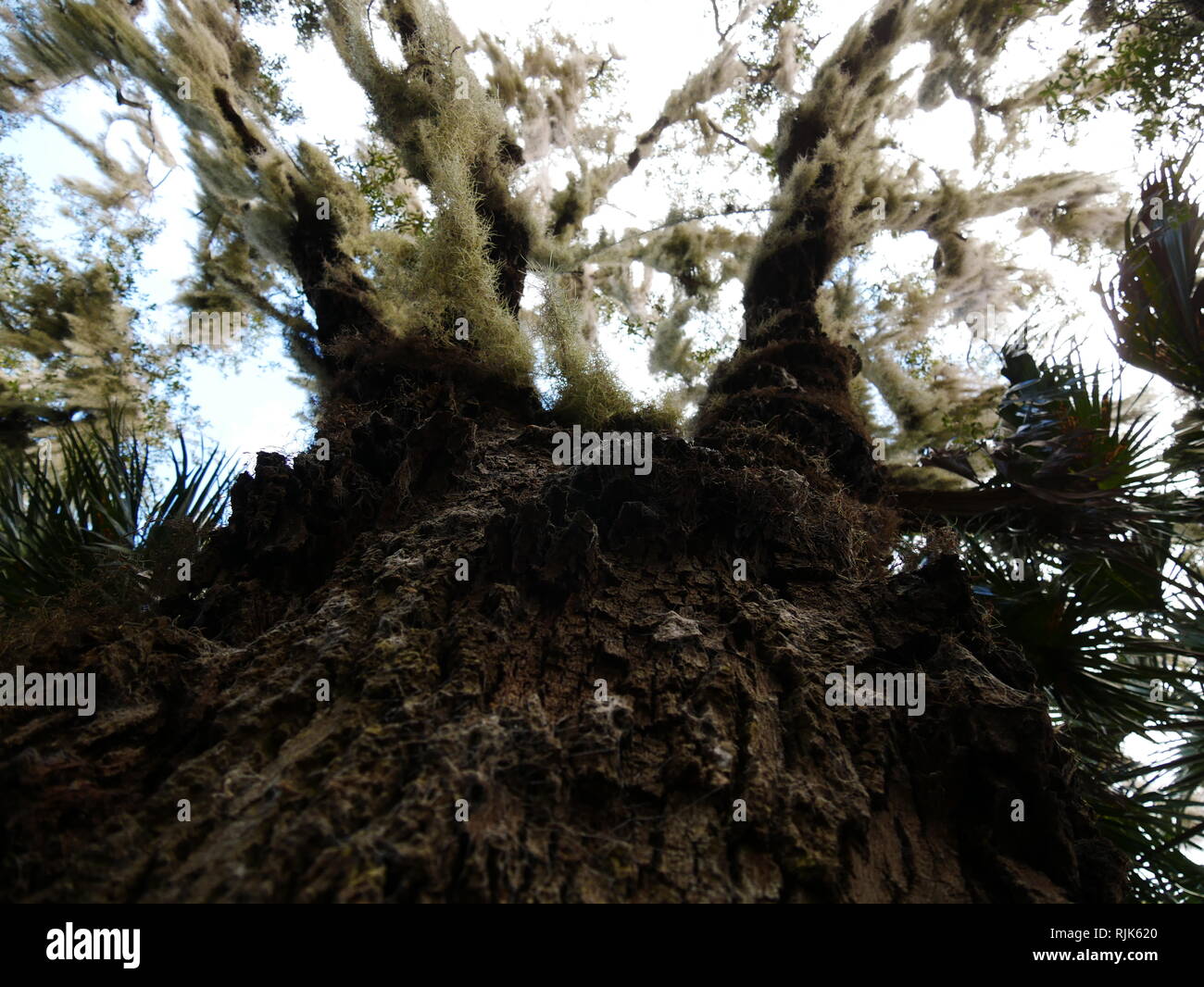 Moss top hi-res stock photography and images - Alamy