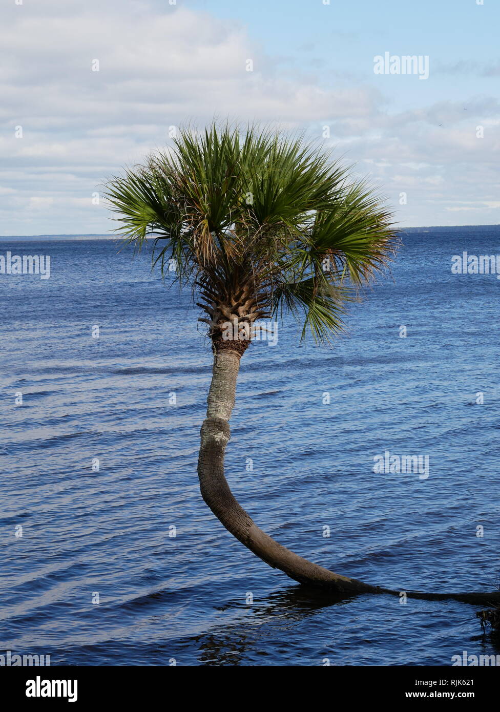 Palm tree in the sea Stock Photo - Alamy