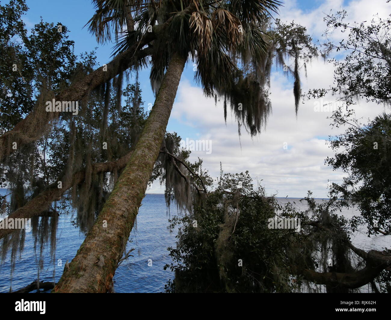 Palm Everglades water Stock Photo - Alamy