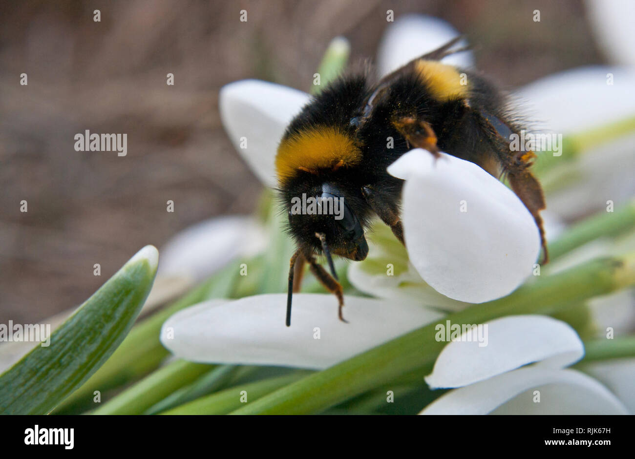 Sleeping bumblebee hi-res stock photography and images - Alamy