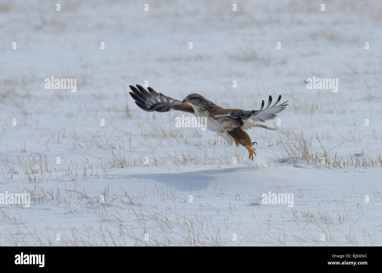 Largest hawk hi-res stock photography and images - Alamy