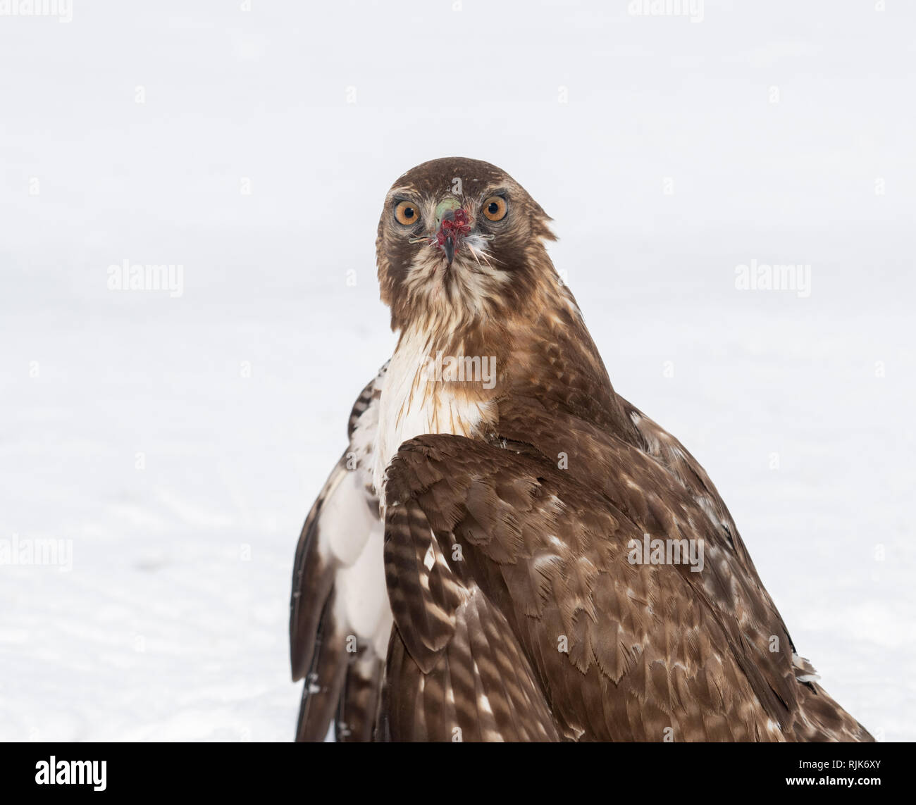 Extreme close up of a red tail hawk with recent feeding on his face ...