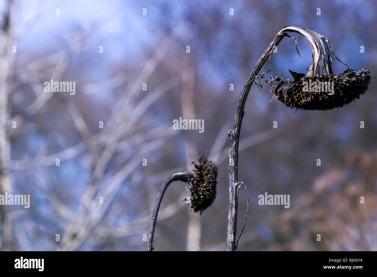 Background with deflorate, withered sunflowers. Last year's sunflowers ...