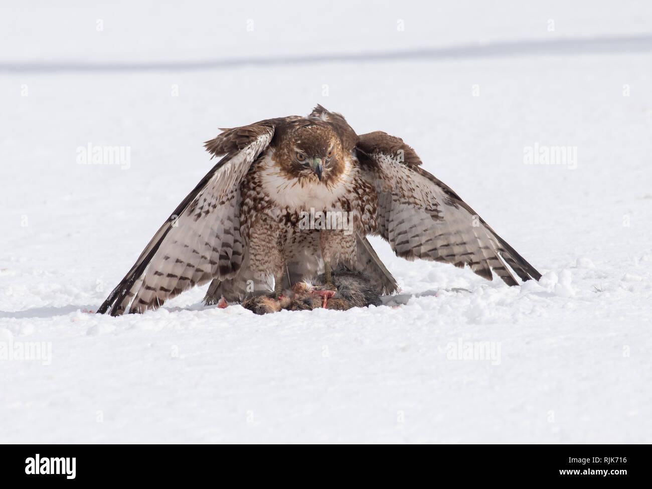 Red tail hawk with a recent catch eating a rabbit Stock Photo - Alamy