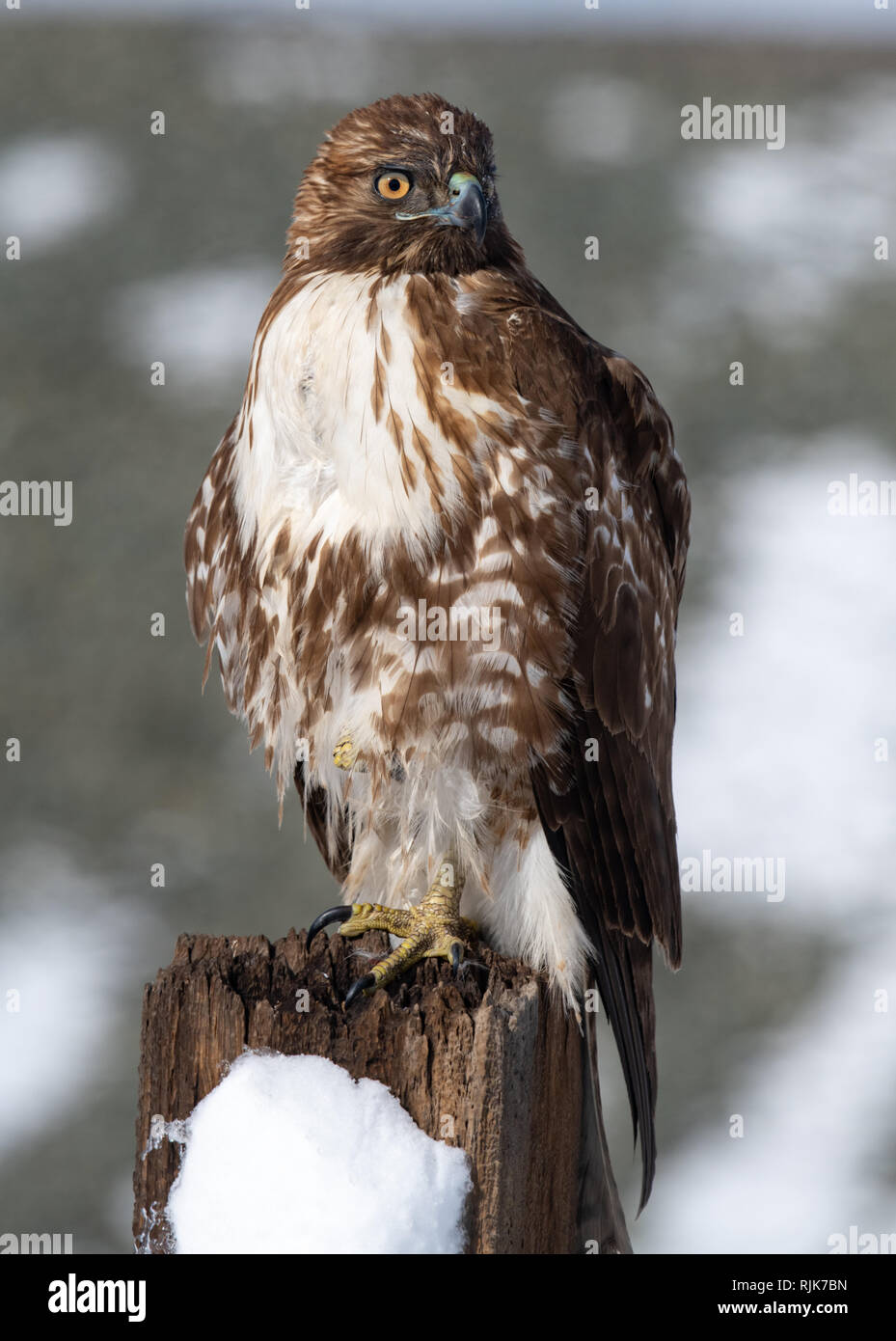 Red tail hawk sitting hi-res stock photography and images - Alamy