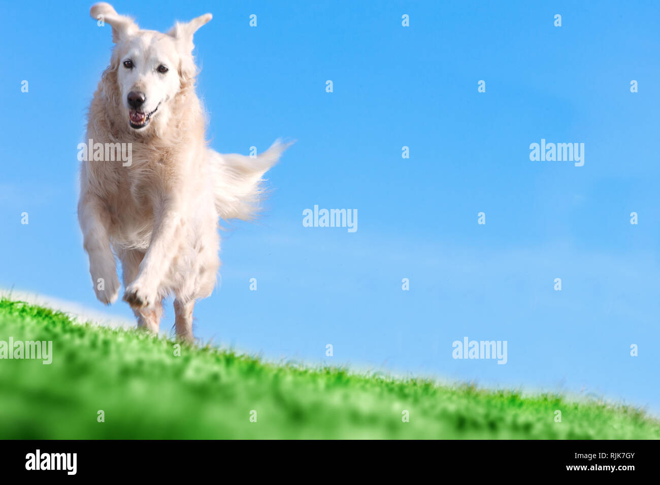 Happy puppy pose hi-res stock photography and images - Alamy