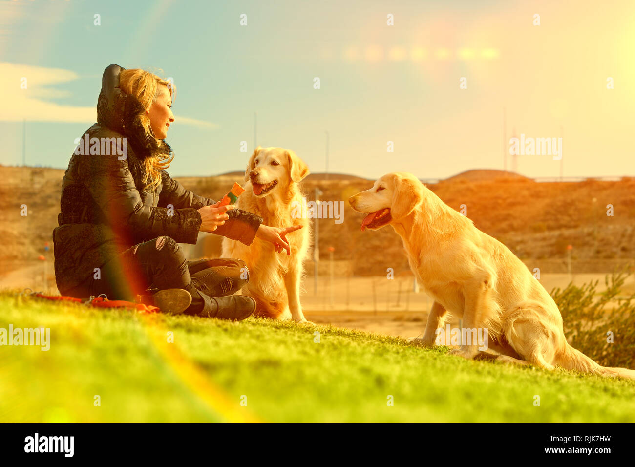 Woman and dogs playing in the park.Companion pets concept Stock Photo ...