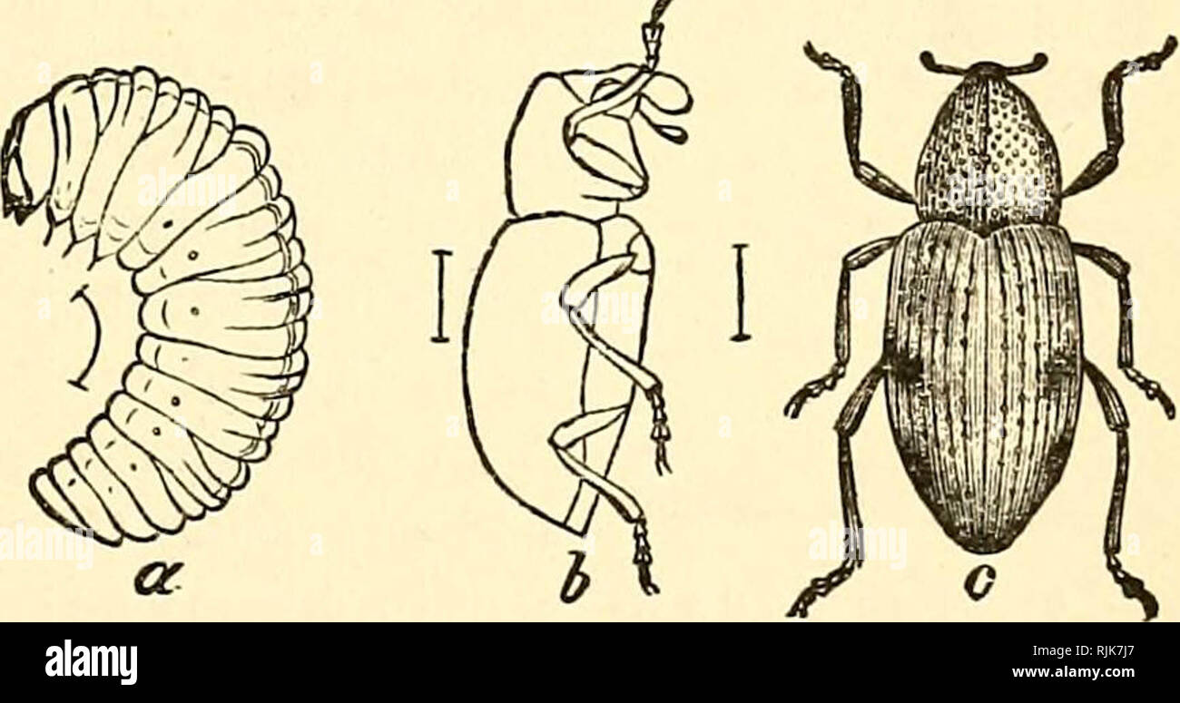 "Injurious insects and the use of insecticides [microform] : a new ...