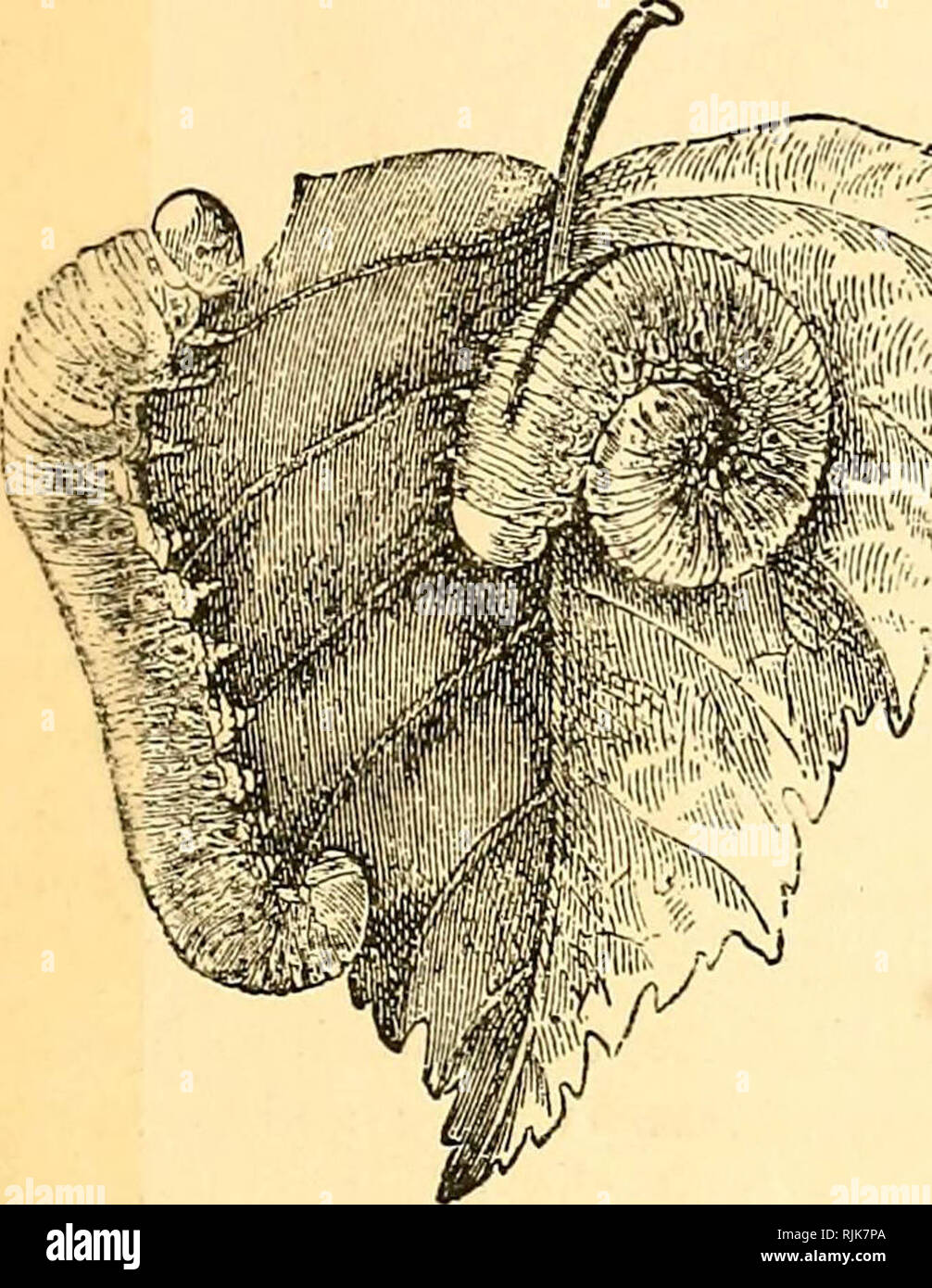 "Injurious insects and the use of insecticides [microform] : a new ...