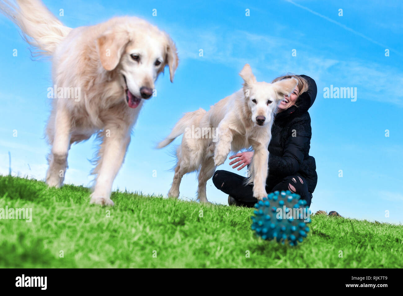 Woman and dogs playing in the park.Companion pets concept Stock Photo ...