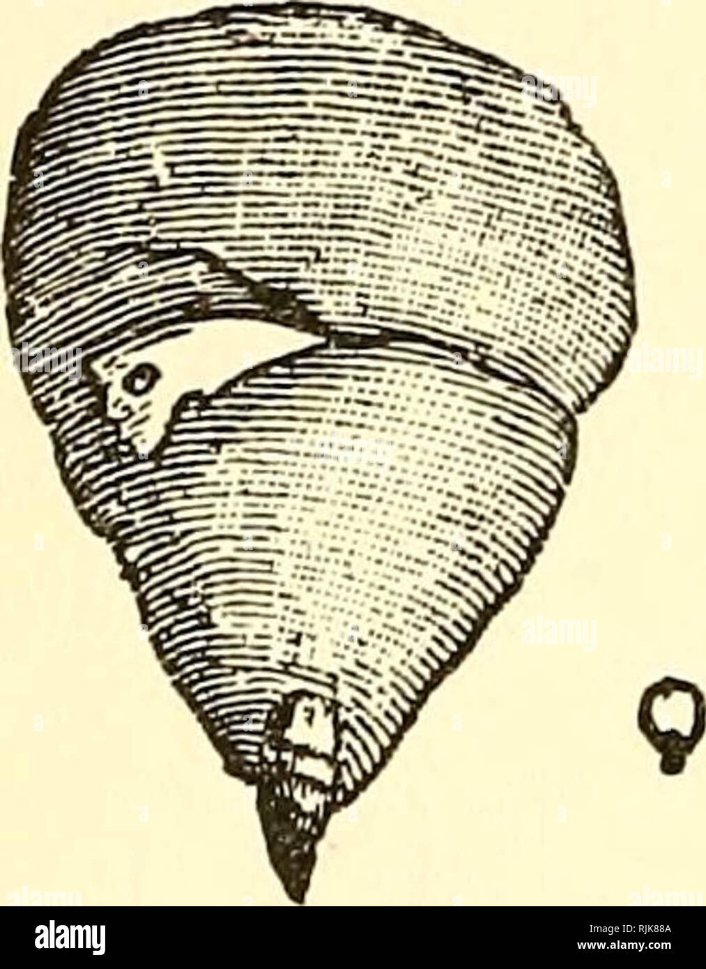 "Injurious insects and the use of insecticides [microform] : a new ...