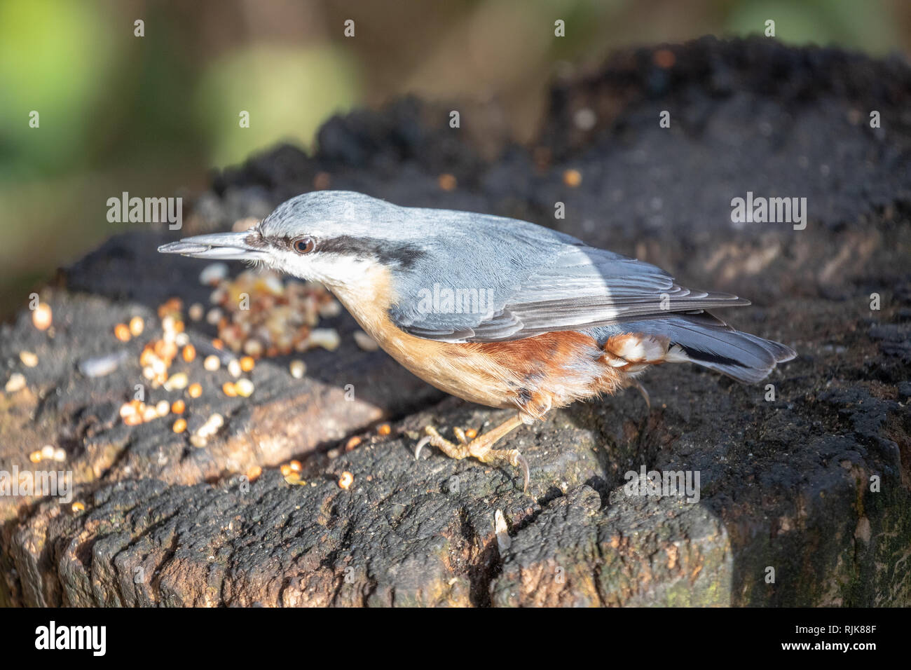 European nuthatch (Sitta europaea) pictured in woodland habitat Stock ...