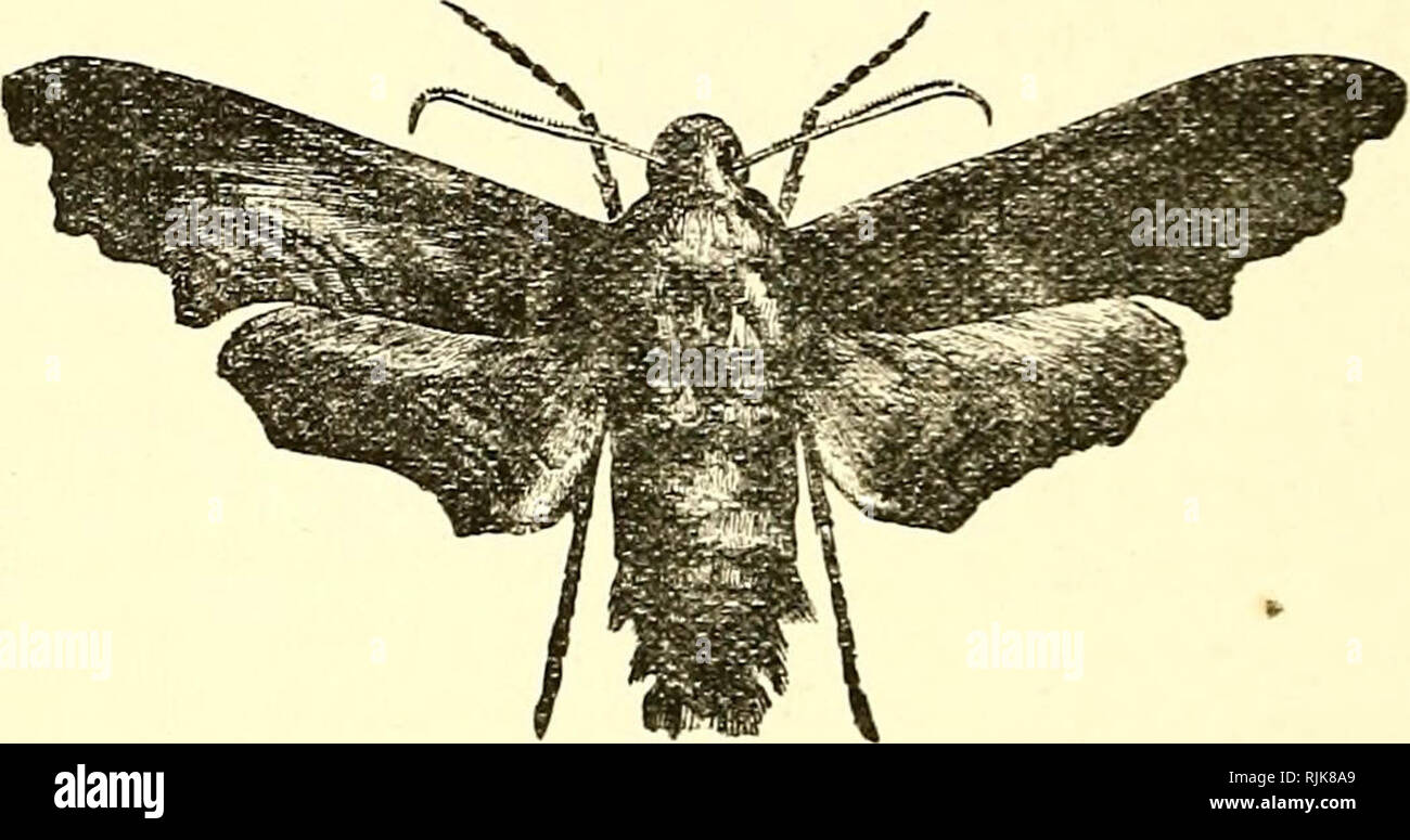 Insects injurious hi-res stock photography and images - Alamy