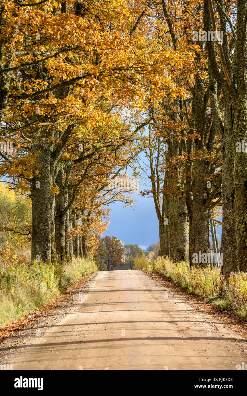 empty country gravel road with mud puddles and bumps. dirty road ...