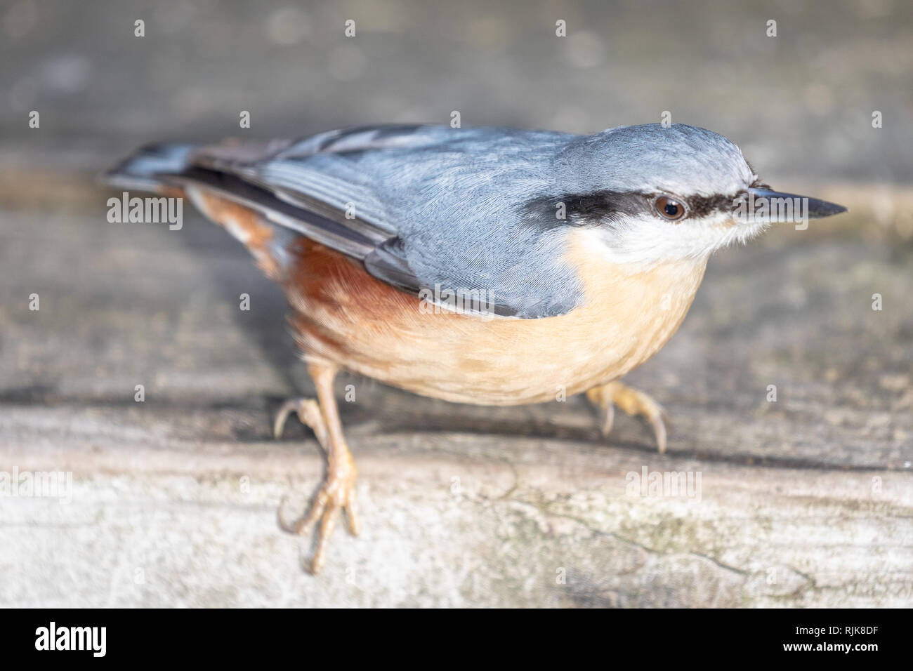 European nuthatch (Sitta europaea) pictured in woodland habitat Stock ...