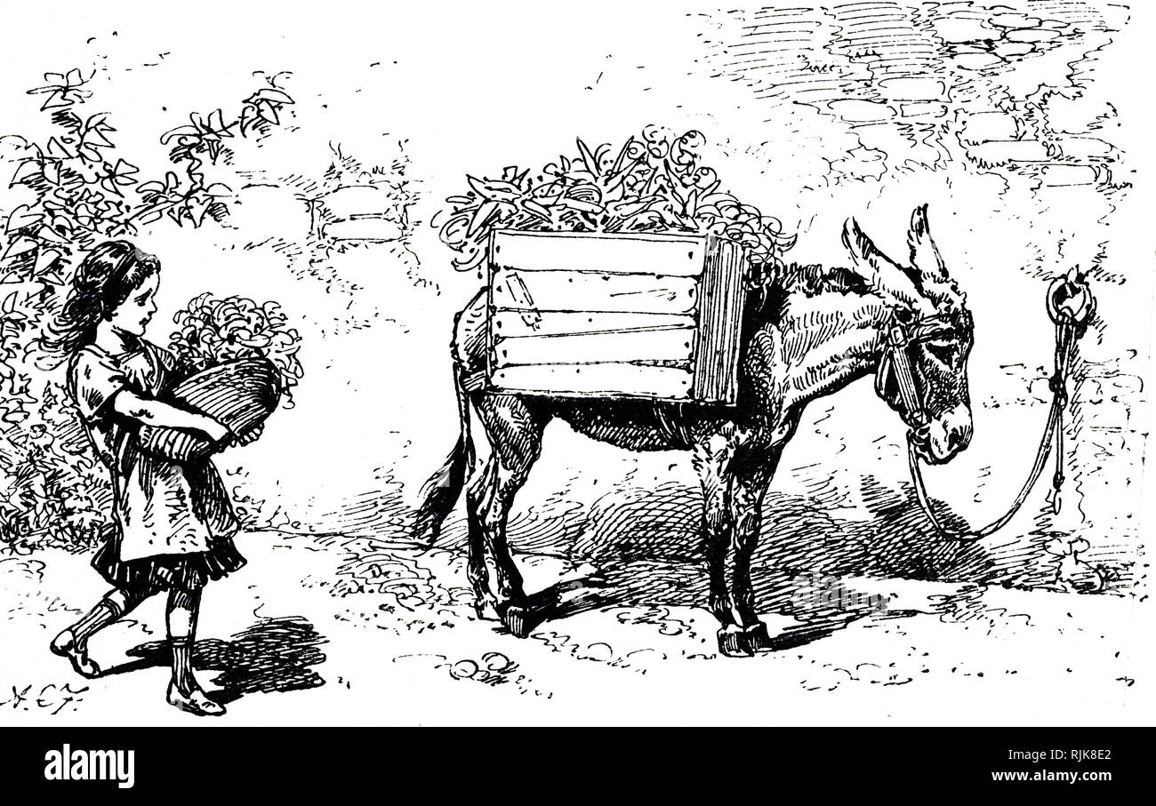 An engraving depicting a pack-mule carrying panniers. Dated 19th ... An engraving depicting a pack-mule carrying panniers. Dated 19th ...